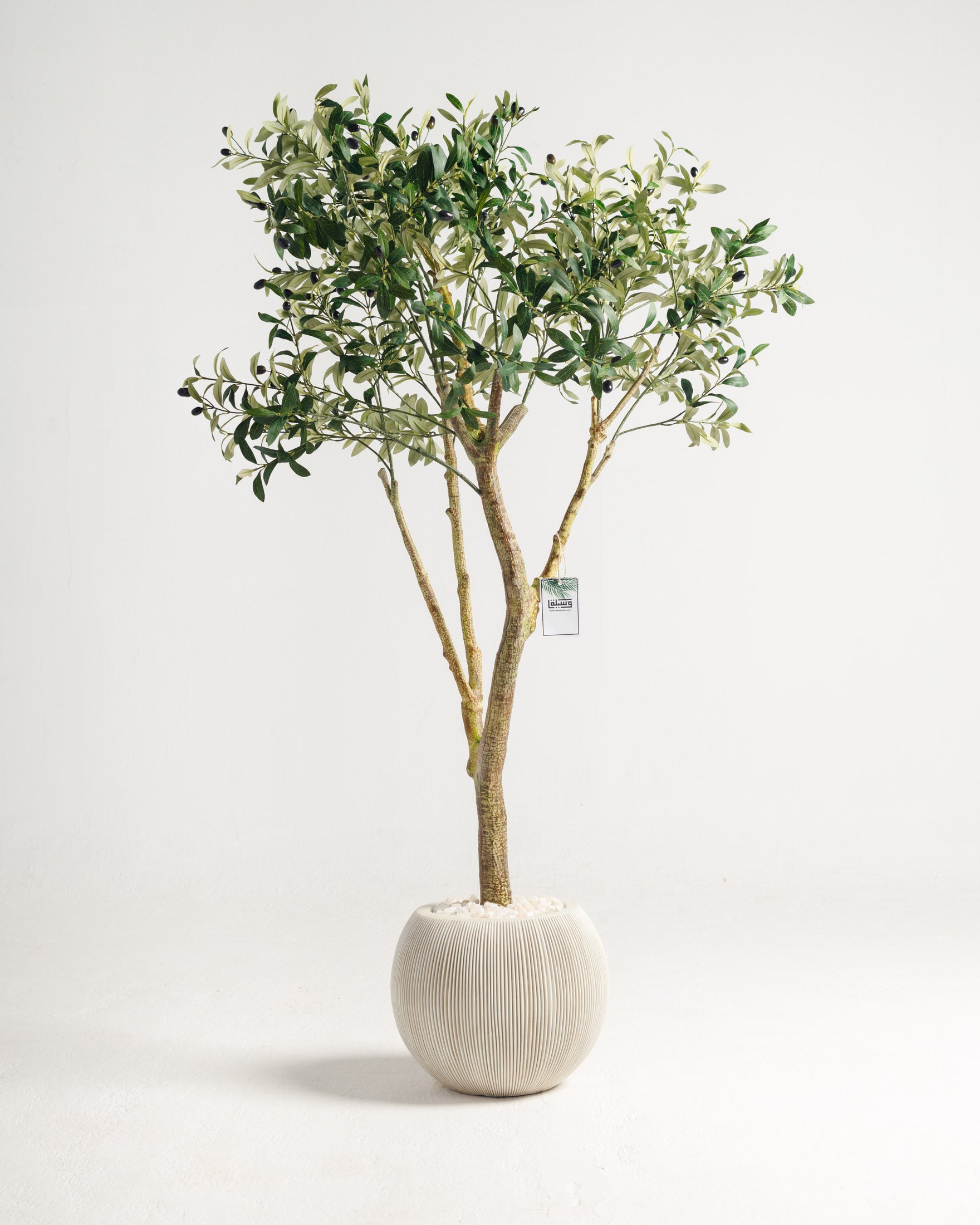 Olive Multi Stem Tree