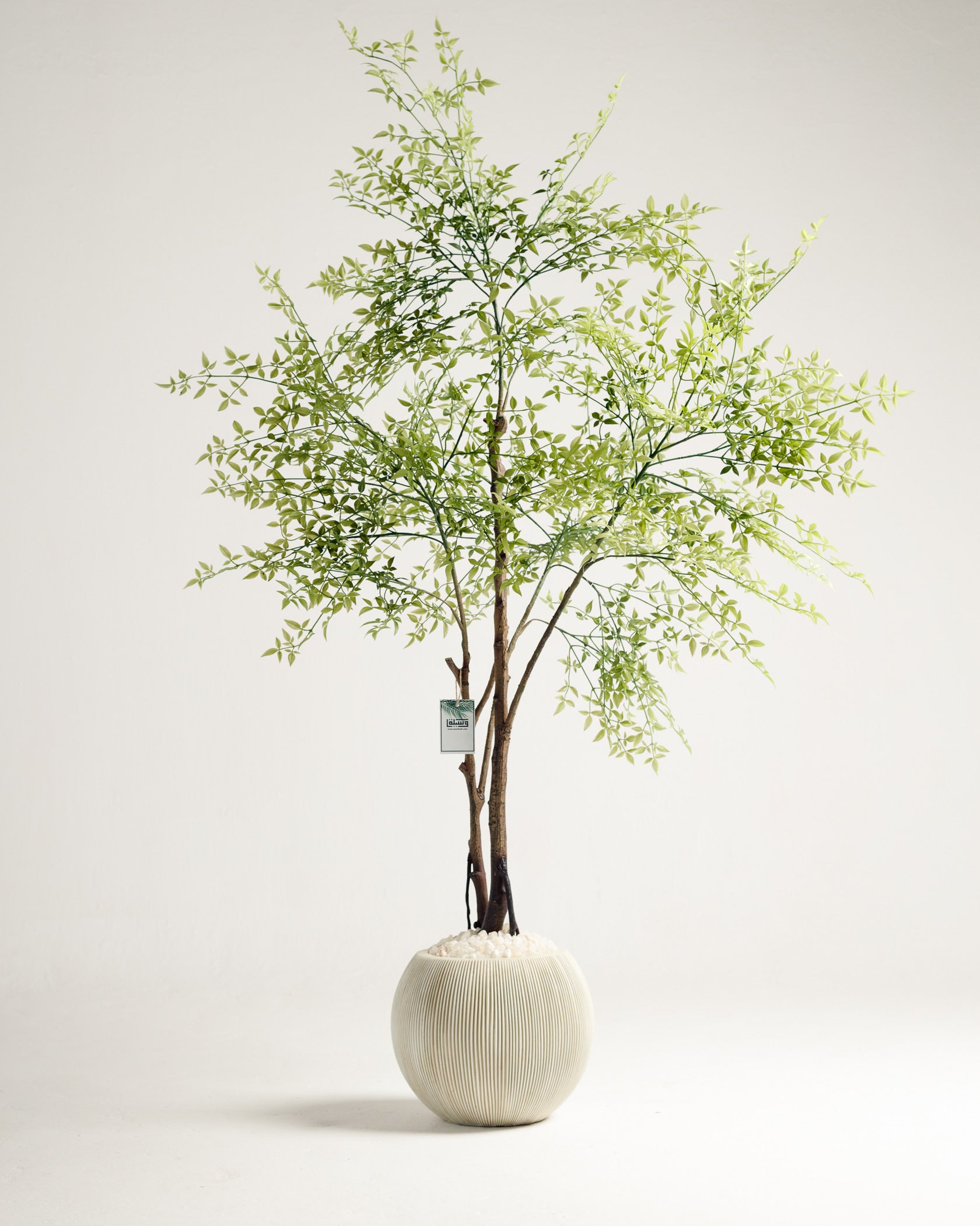 Benjamina Mini Leaf Tree