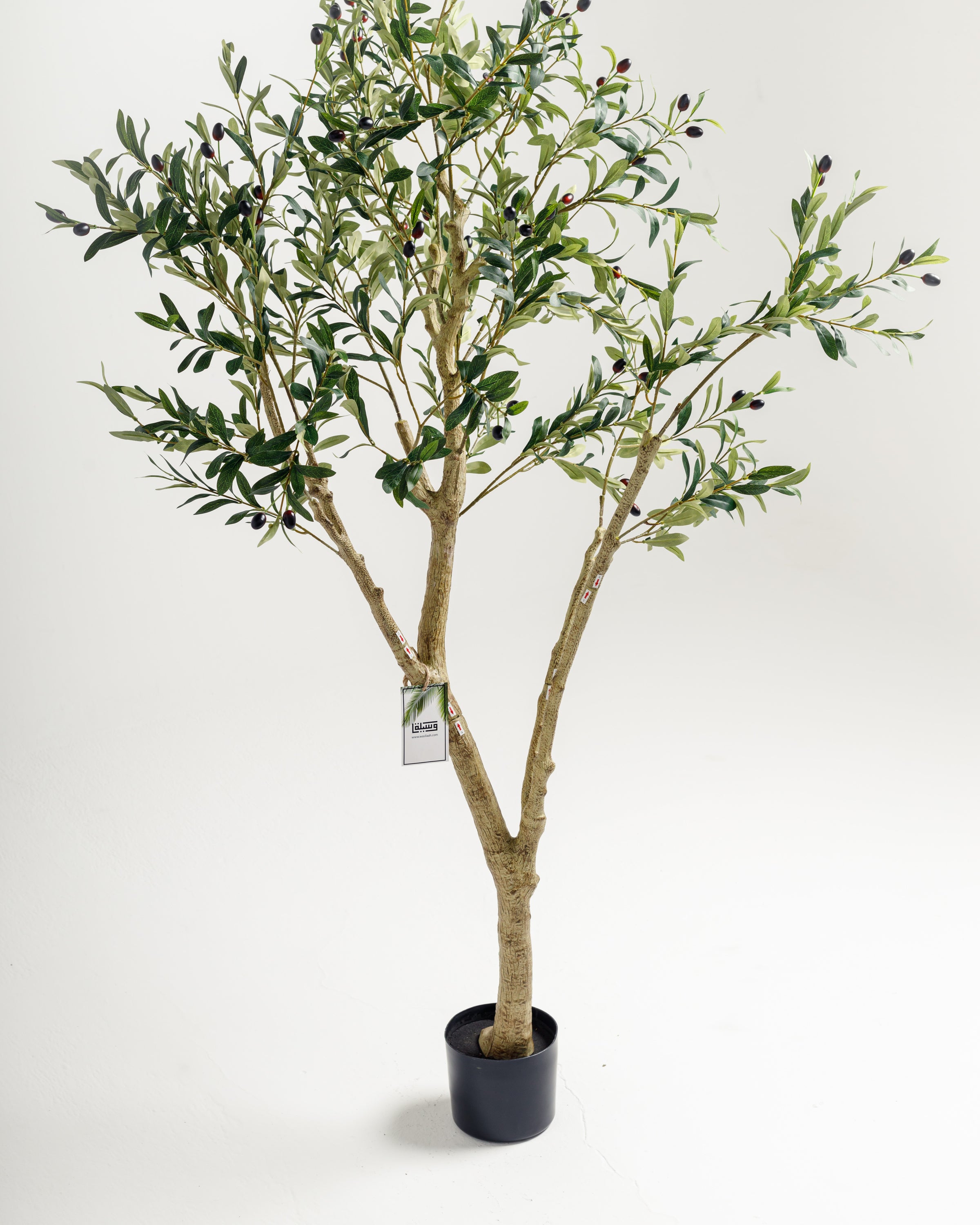 Buy Olive Tree: Timeless Beauty for Your Home or Garden